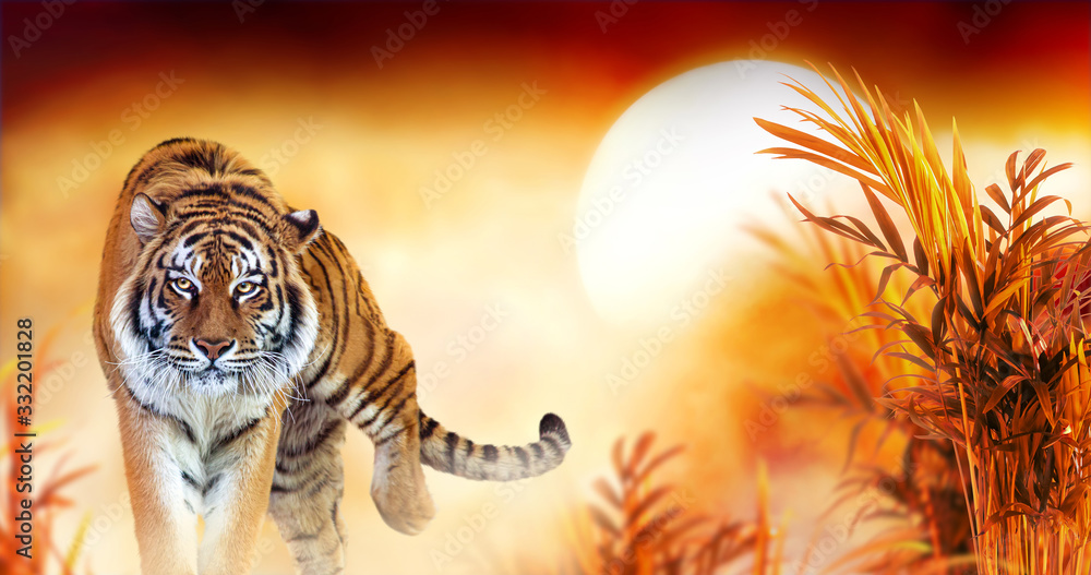 Tiger and fantasy sunset in jungles with palm trees. Exotic banner ...
