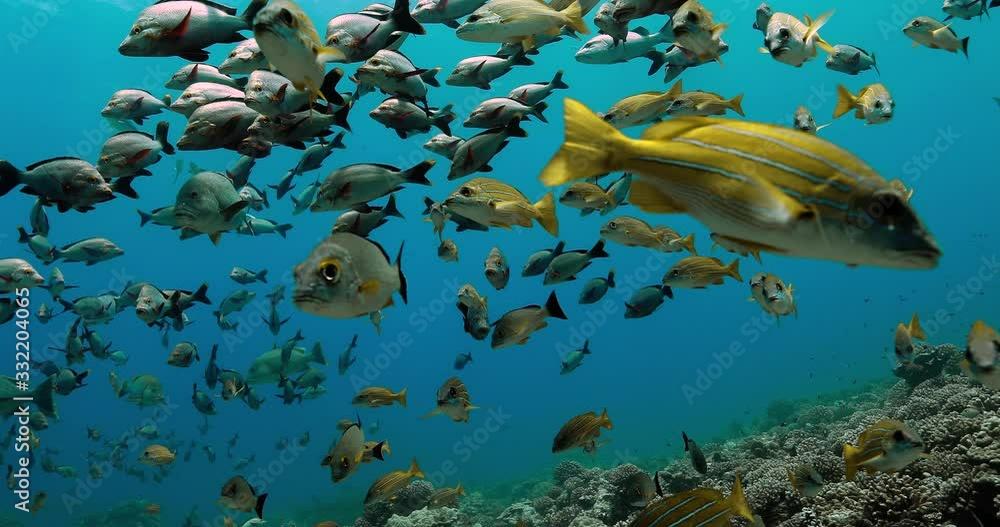 Maori Snapper and Bluelined Snapper fish in the Pacific Ocean ...