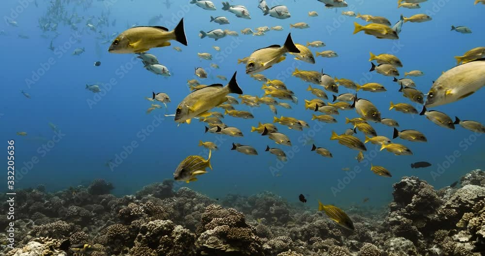 Maori Snapper and Bluelined Snapper fish swim near coral reef in the ...