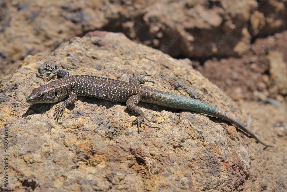 Foto Stock Madeiran wall lizard (Teira dugesii) is a species of lizard ...
