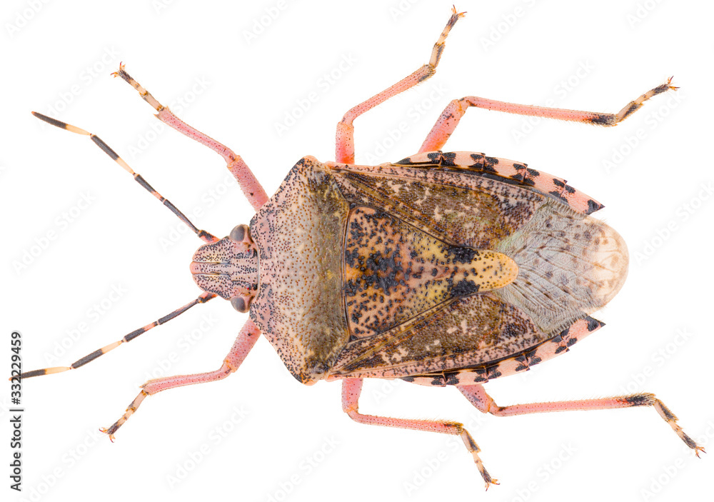 Rhaphigaster nebulosa or mottled shieldbug, is a species of stink bugs ...