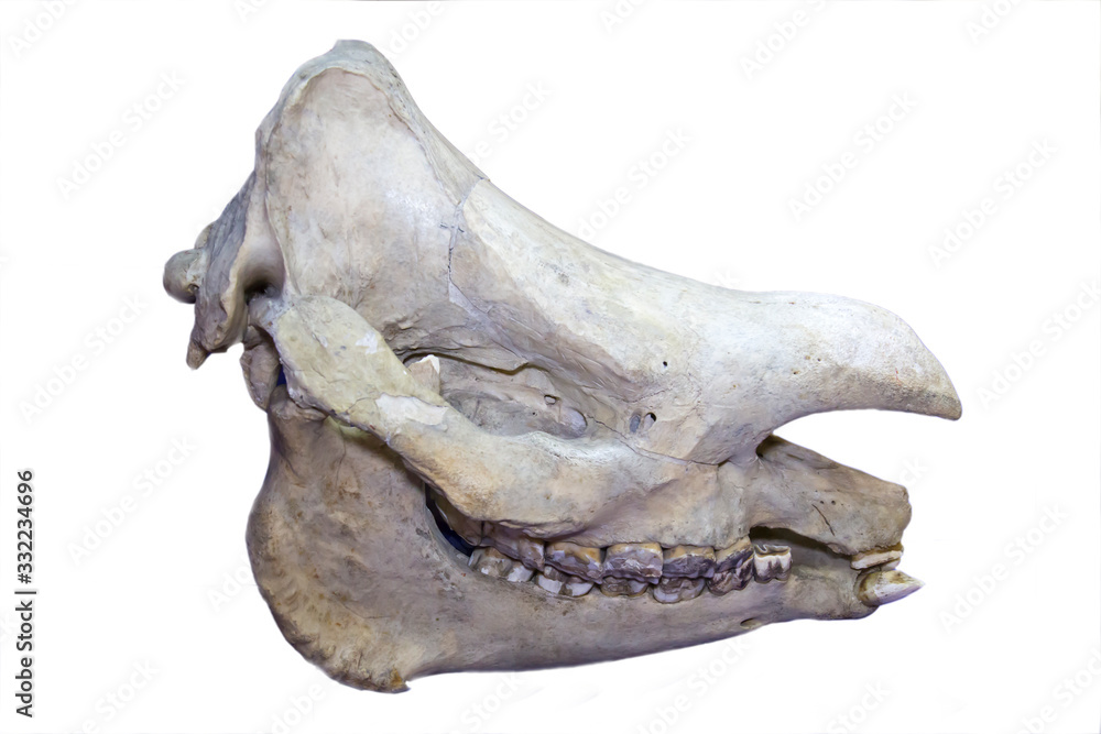 The skull of an Indian rhinoceros (lat. Rhinoceros unicornis) isolated ...
