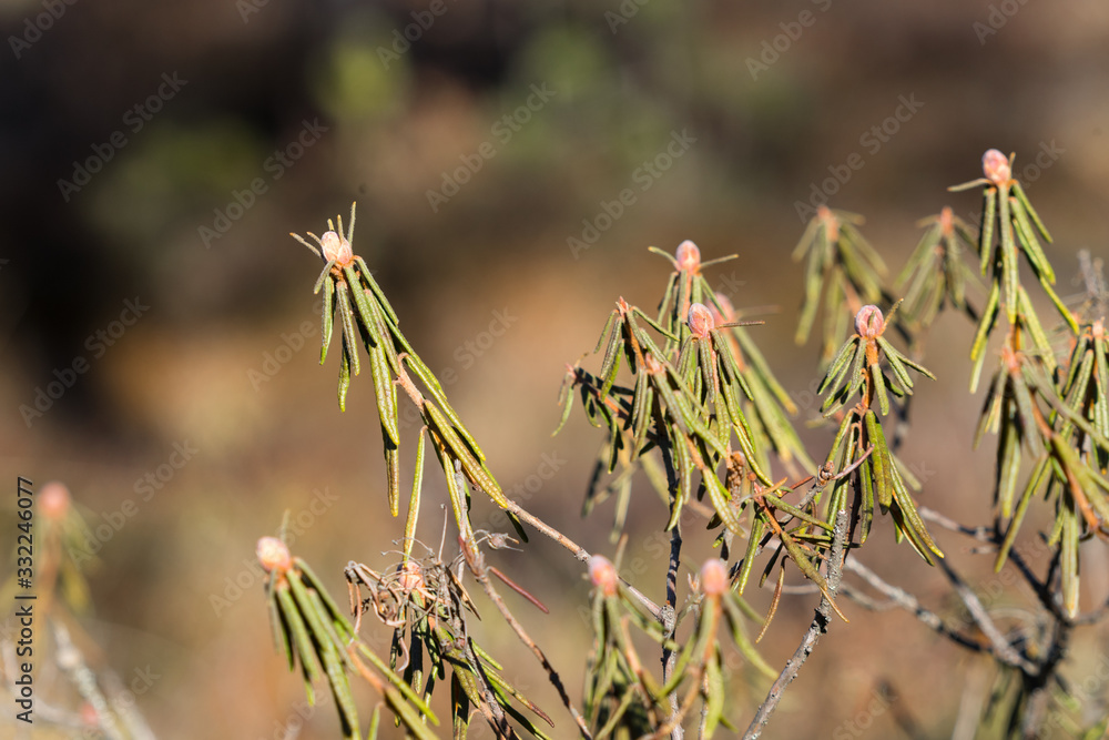 Shrub of marsh Labrador tea plant (Latin: Rhododendron tomentosum syn ...