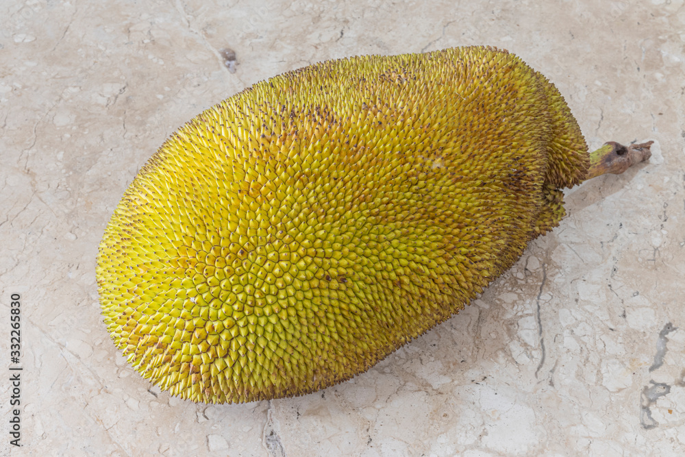 Jaca maior fruto comestível do mundo, rica em fibras, Cálcio, Fósforo e ...