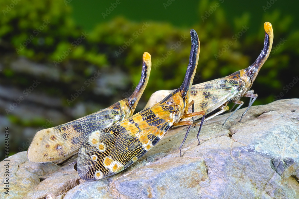 Dark-horned Lantern-fly (Pyrops spinolae) and White wing Lantern-fly ...