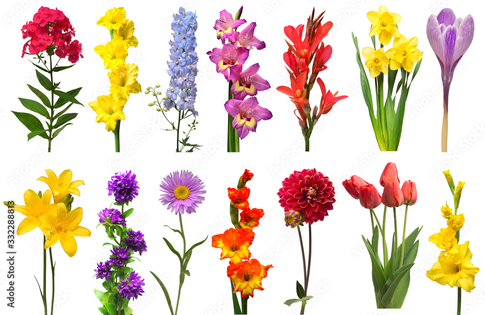 Spring collection of flowers bell, phlox, tulip, crocus, daffodil ...