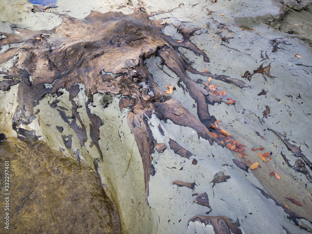 Foto de 2020 shocking sight. Miracle fossils. This buried tree has ...