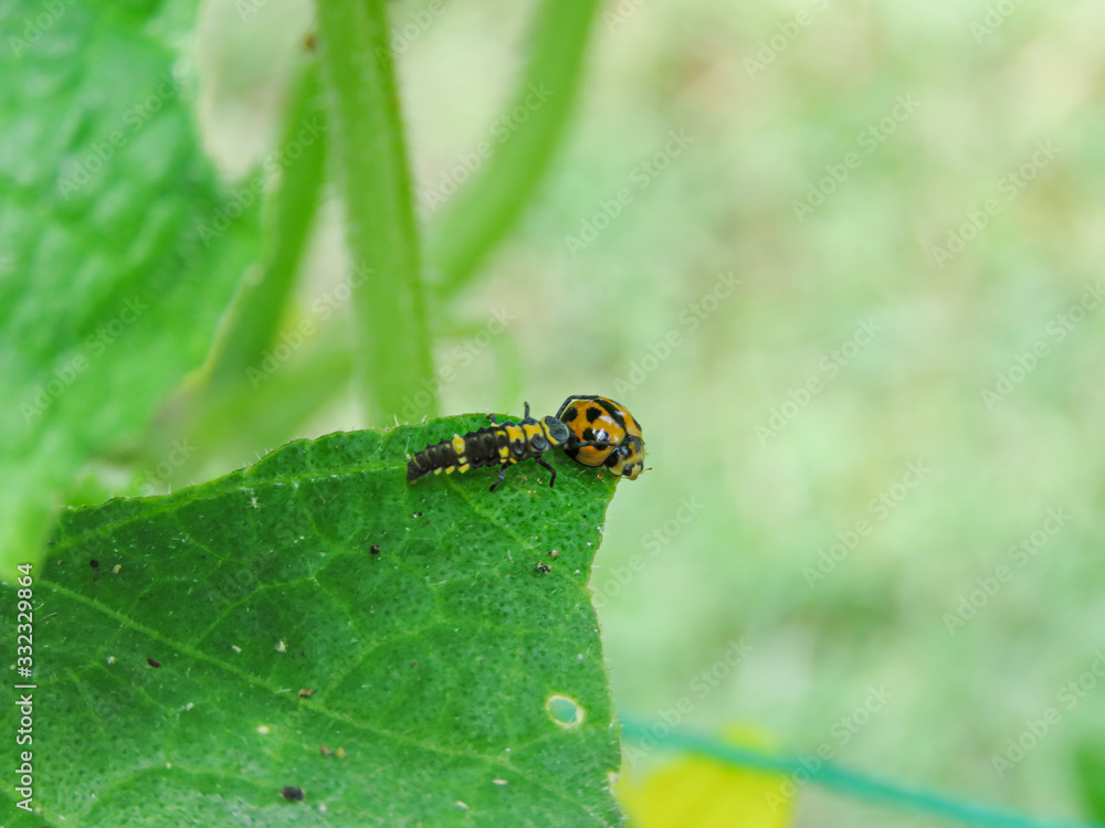 lady bug ladybird and larva bugs something doing good have insect for ...