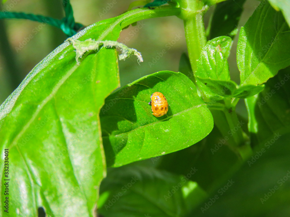 ladybug lady bird larva cocoon pupa getting baby to adult bug beauty in ...