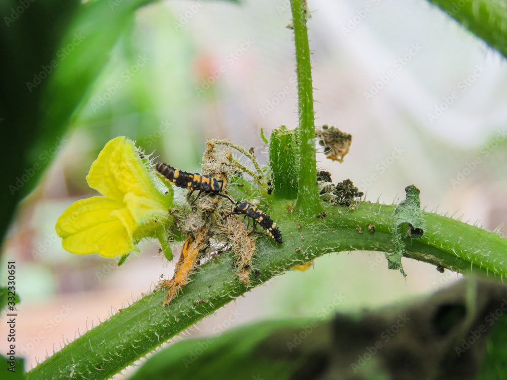 lady bug larva baby ladybug eating hunting food bugs insect good have ...