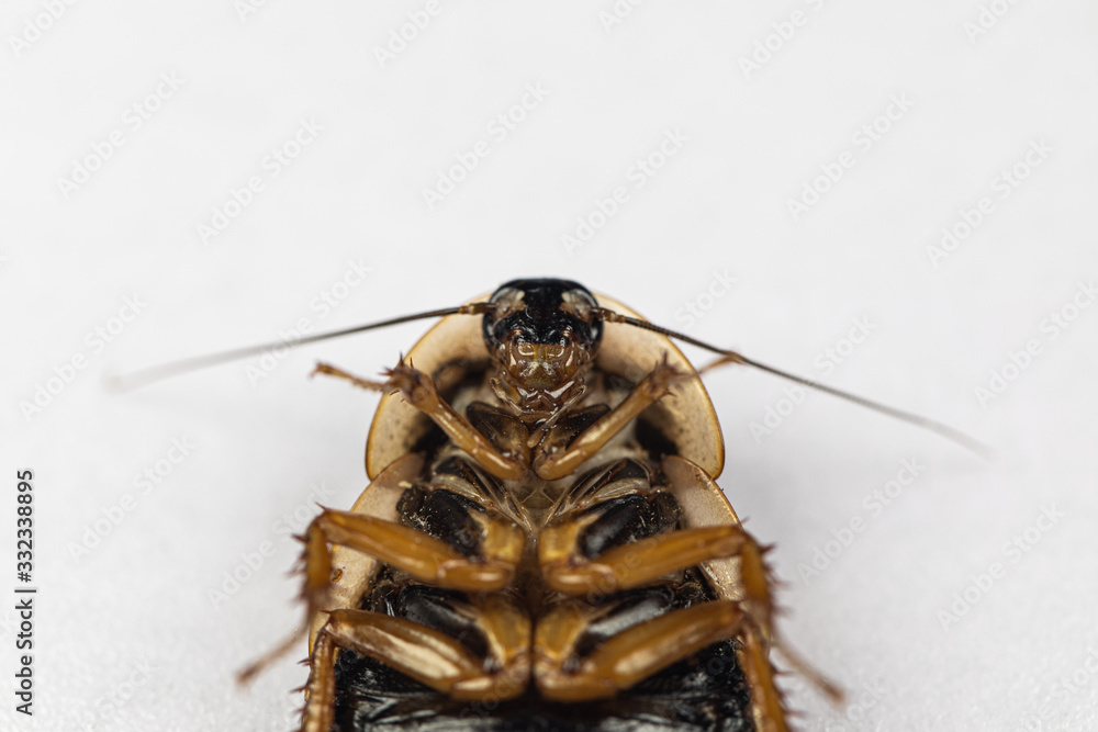Study of the structure of Blaptica dubia, Dubia roach, also known as ...