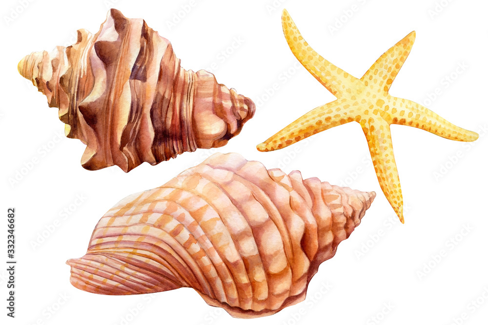 Watercolor set of seashells and starfish on an isolated white ...