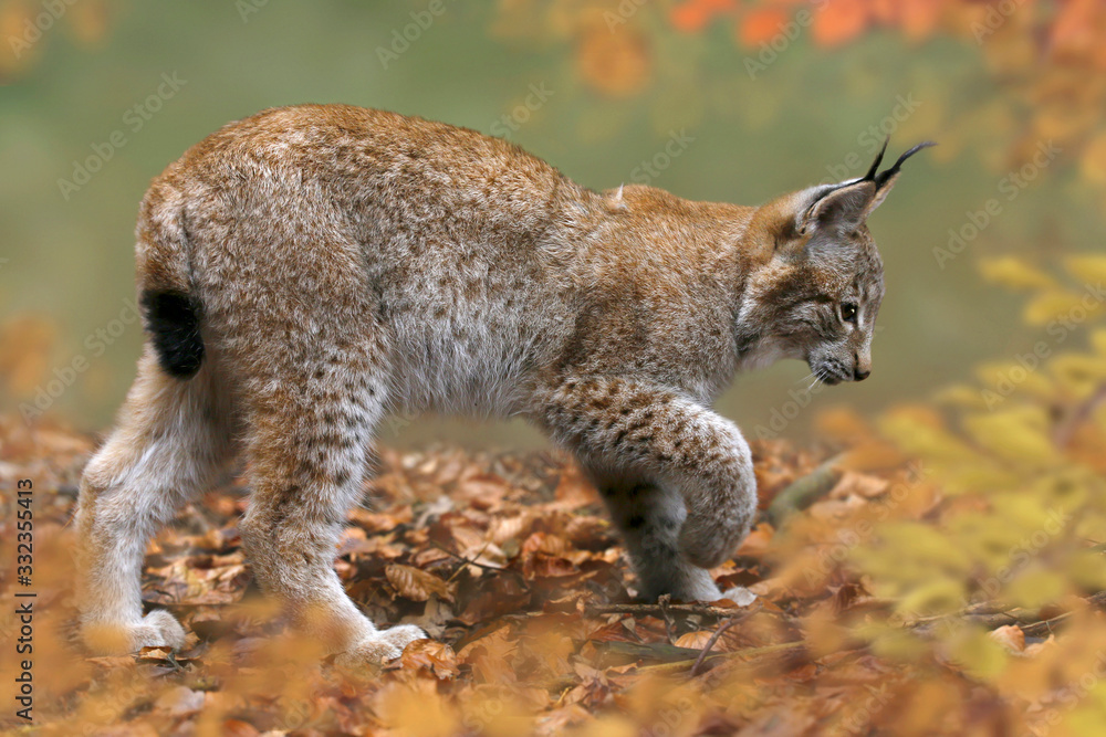 Eurasische Luchs oder Nordluchs (Lynx lynx) Jungtier im Herbstwald ...