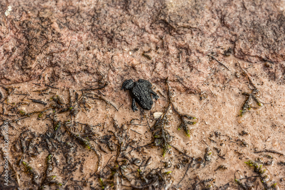 Oreophrynella quelchii, commonly known as the Roraima black frog or ...