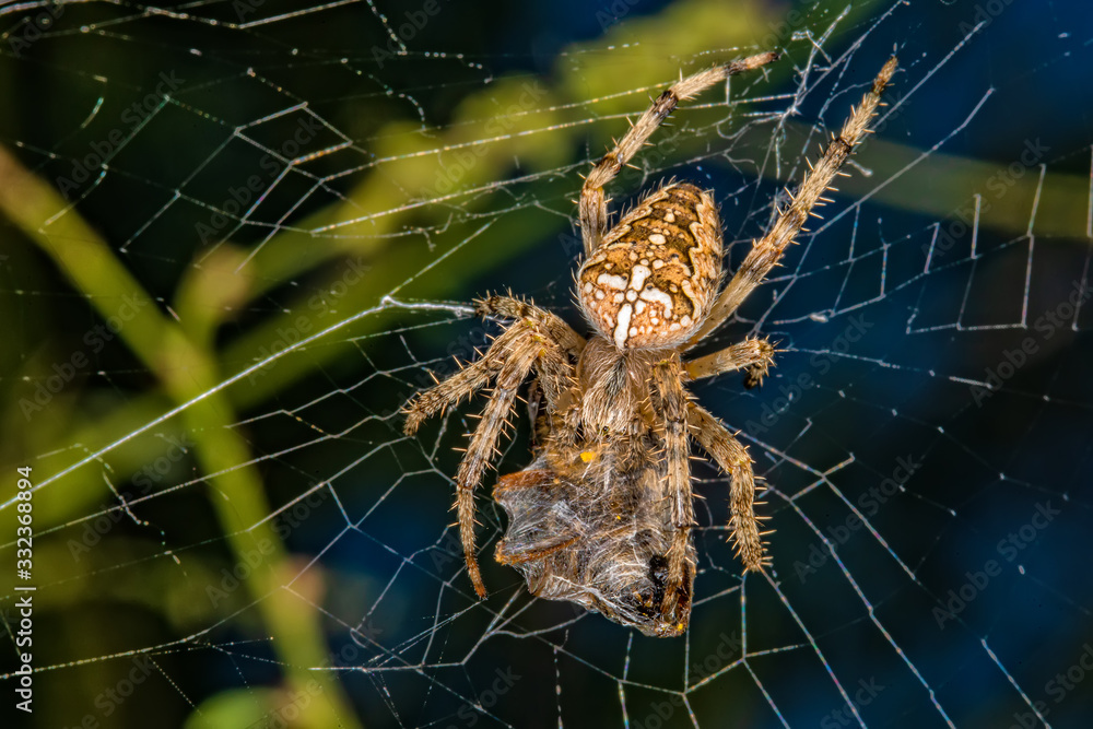"Cross spider". The spider species Araneus diadematus is commonly ...