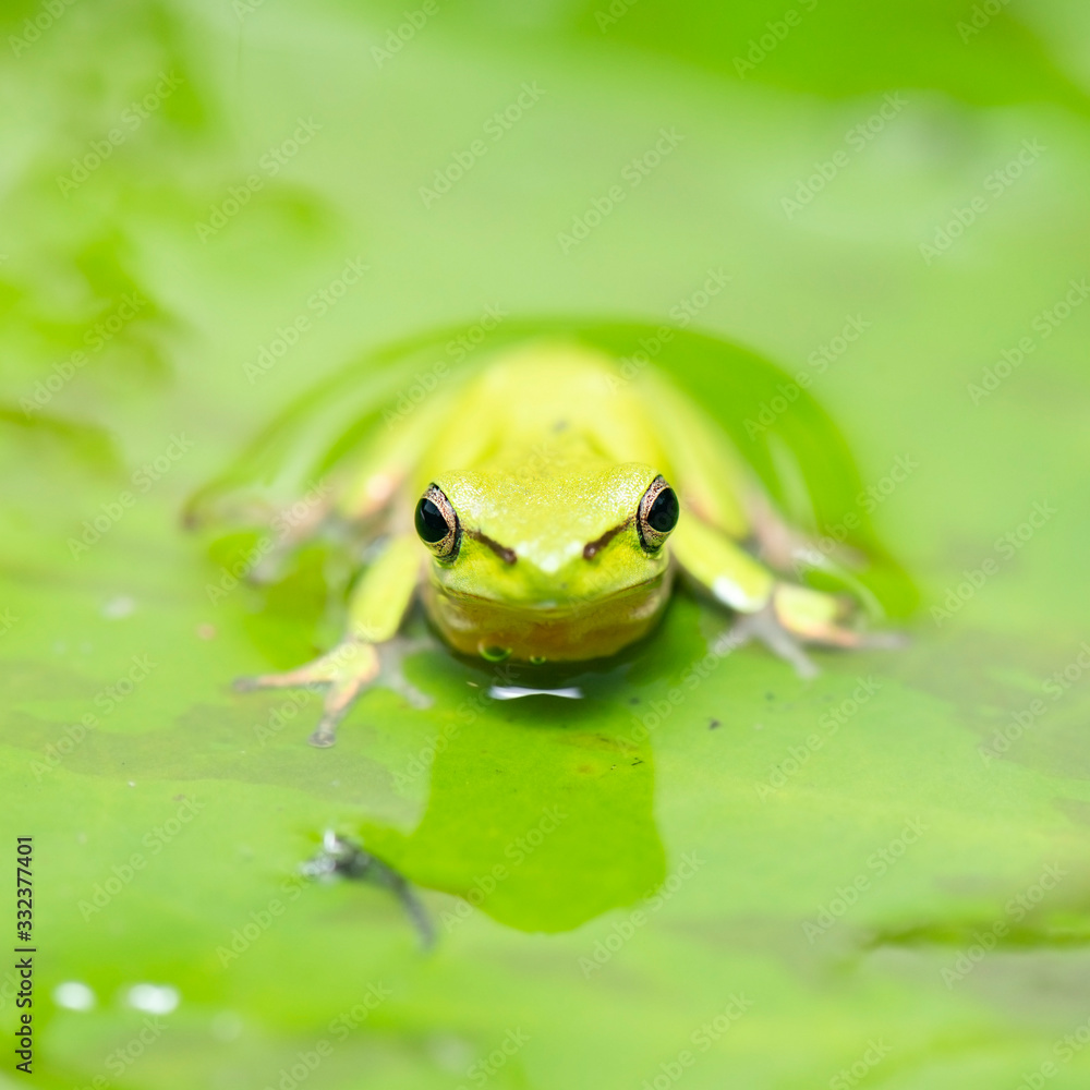Wallum Sedge Frog also known by Litoria olongburensis. Stock Photo ...