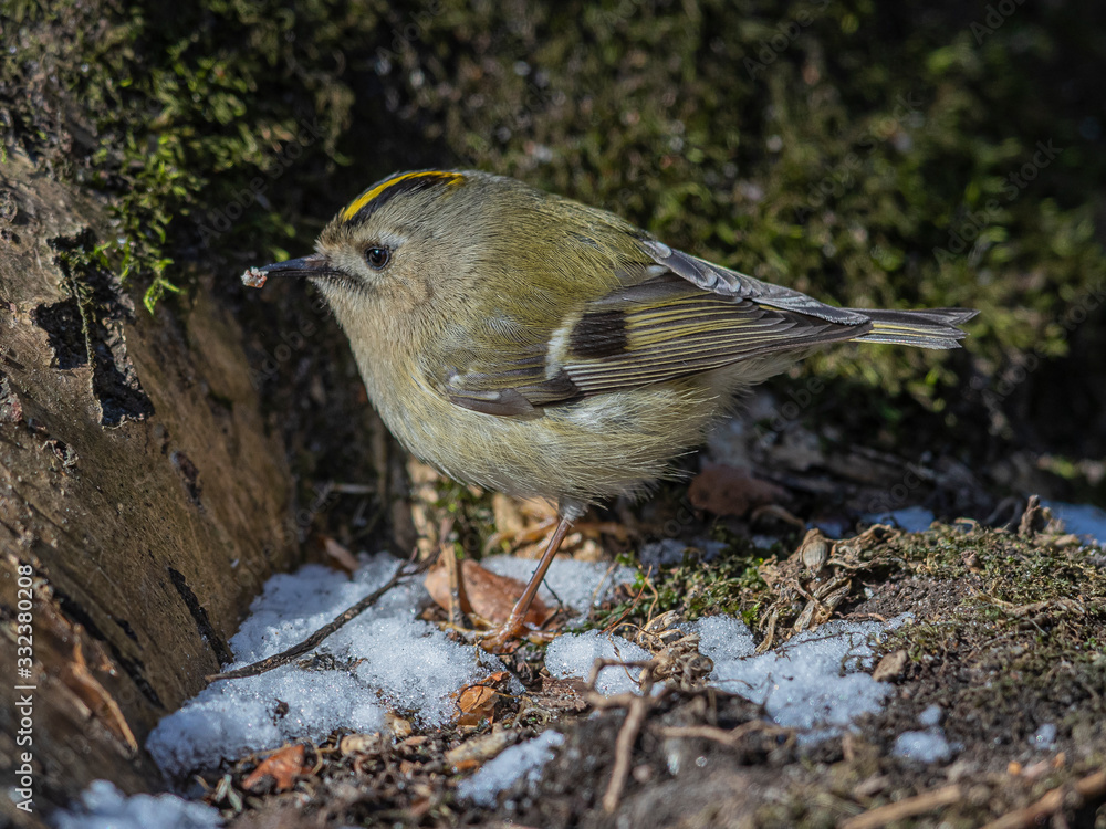 This European smallest bird, a pair, was an everyday visitor to my ...