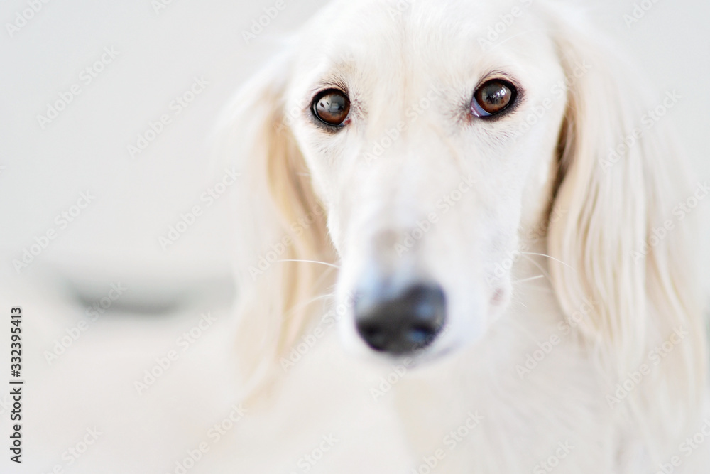 Purebred white saluki sighthound or gazehound, is a serious hunter at ...