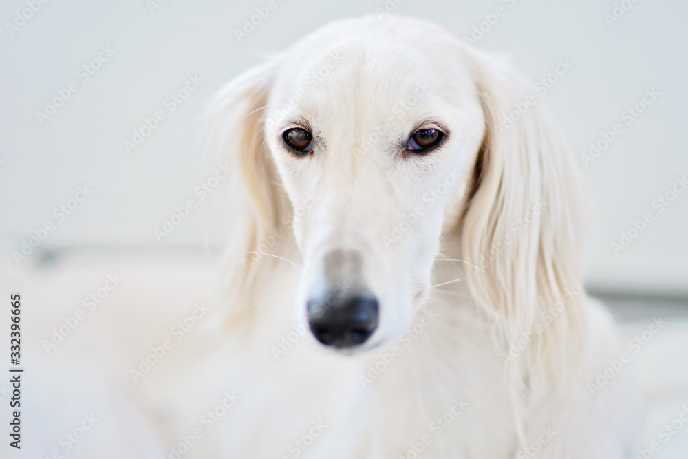White Saluki