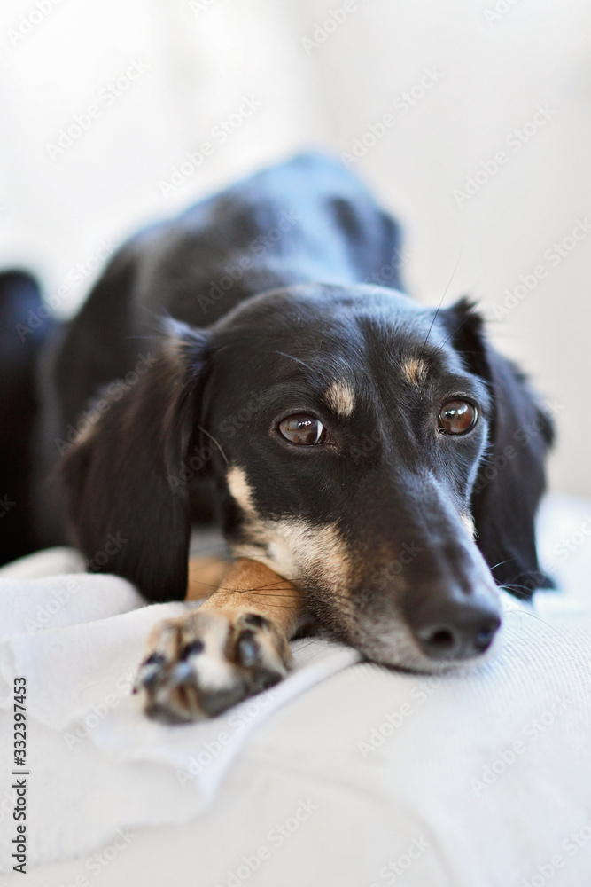 Purebred black saluki sighthound or gazehound, is a serious hunter at ...