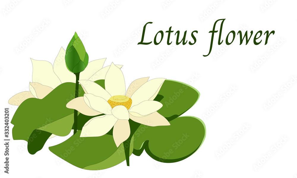 Japanese banner for text with lotus flower. Vector illustration on a ...