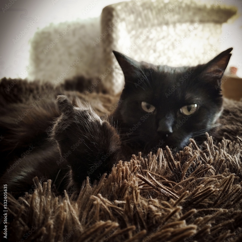 Foto de black cat shows the middle finger do Stock | Adobe Stock