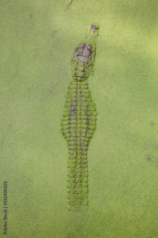 Alligators in The Alligator Farm in Mobile, Alabama, USA. Portrait of ...