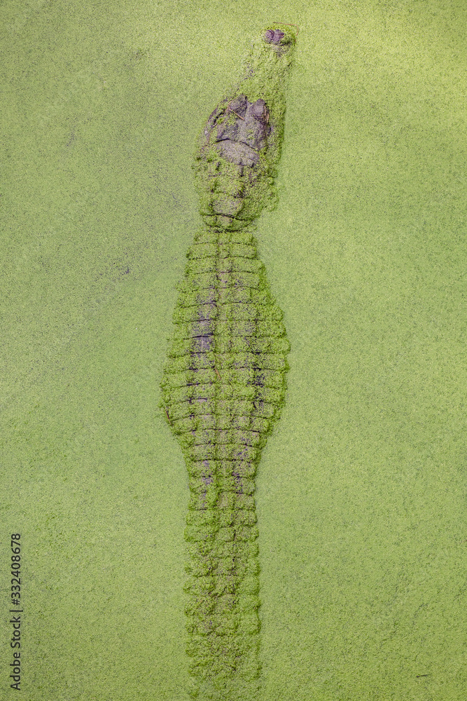 Alligators in The Alligator Farm in Mobile, Alabama, USA. Portrait of ...