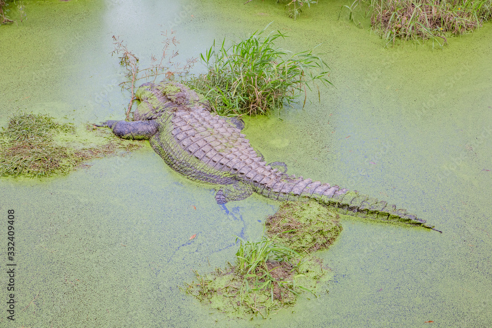 Alligators in The Alligator Farm in Mobile, Alabama, USA. Portrait of ...