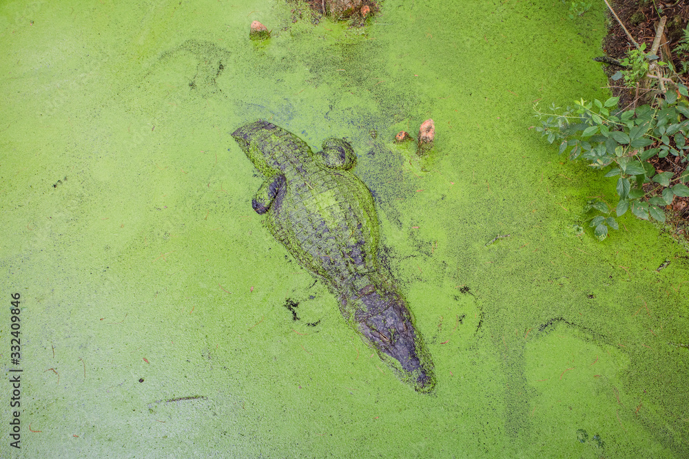 Alligators in The Alligator Farm in Mobile, Alabama, USA. Portrait of ...
