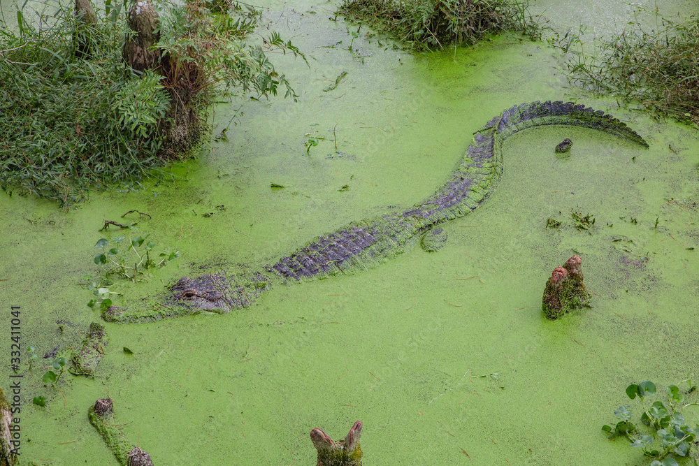 Alligators in The Alligator Farm in Mobile, Alabama, USA. Portrait of ...