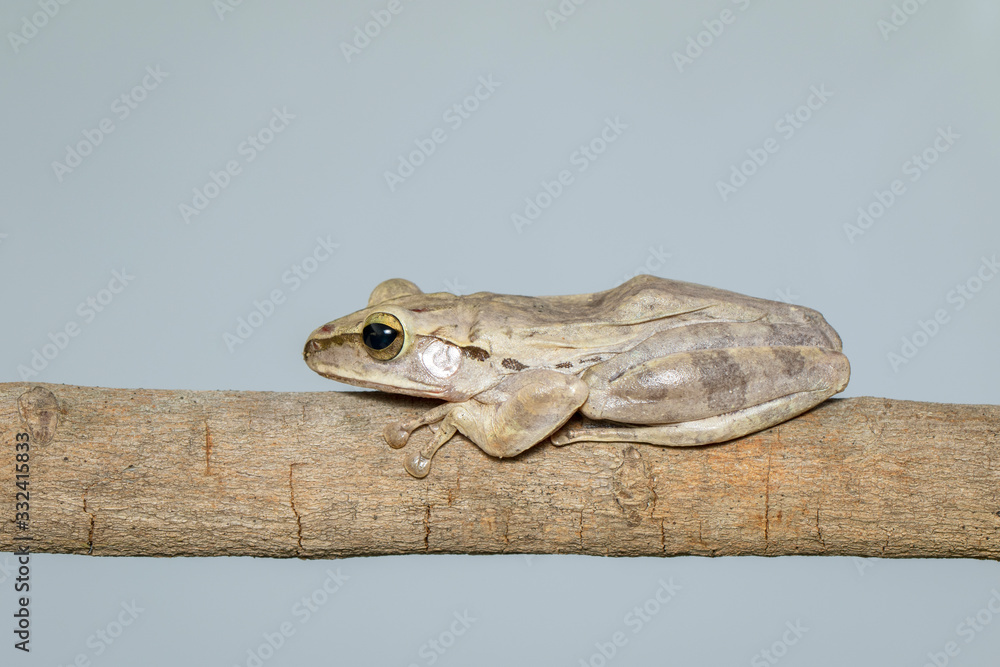 Image of Common tree frog, four-lined tree frog, golden tree frog ...