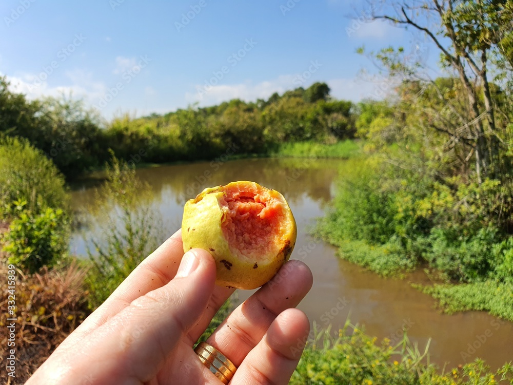 goiaba mordida no lago Stock Photo | Adobe Stock