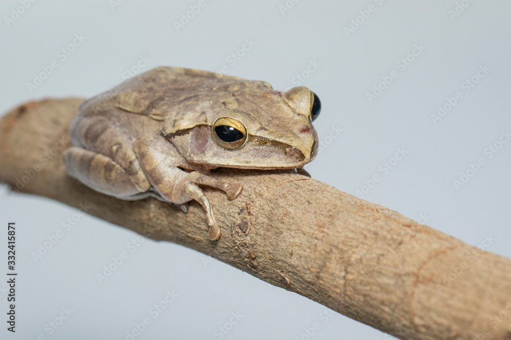Image of Common tree frog, four-lined tree frog, golden tree frog ...