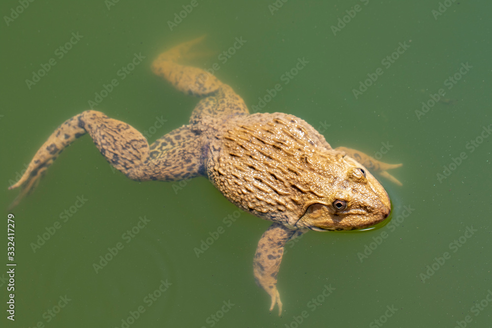 Image of Chinese edible frog, East Asian bullfrog, Taiwanese frog ...