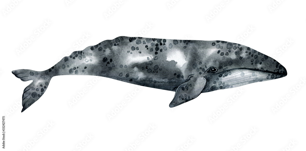Watercolor grey whale illustration isolated on white background. Hand ...