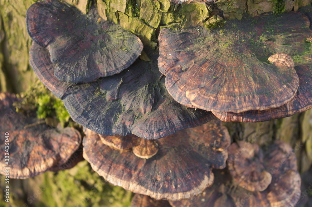 Huba na pniu starego drzewa. Chorzow Silesia. Stock Photo | Adobe Stock