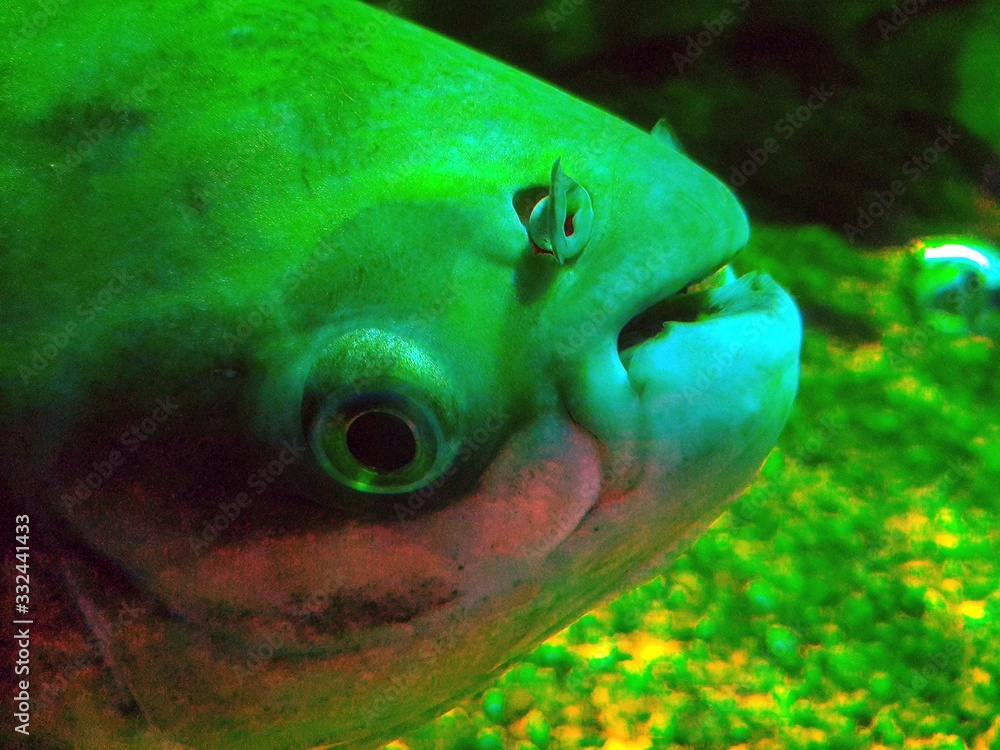 The tambaqui (Colossoma macropomum) is a freshwater fish of the ...