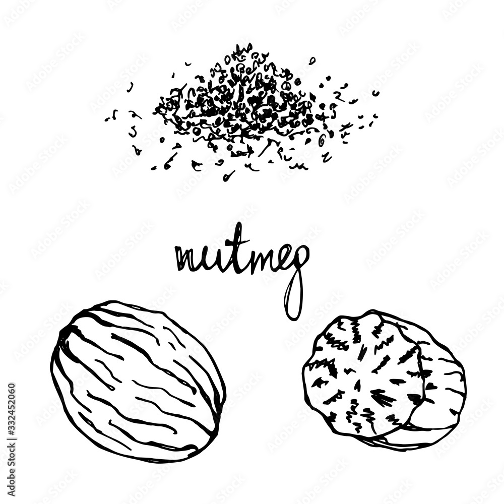Nutmeg set. Hand drawn spices in sketchy style isolated on white ...