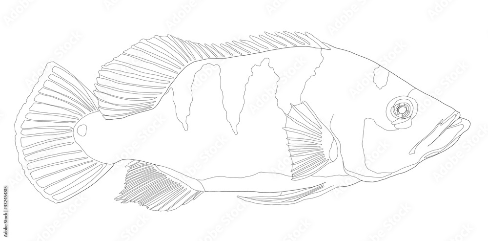 realistic line drawing illustration of fish Stock Illustration | Adobe ...