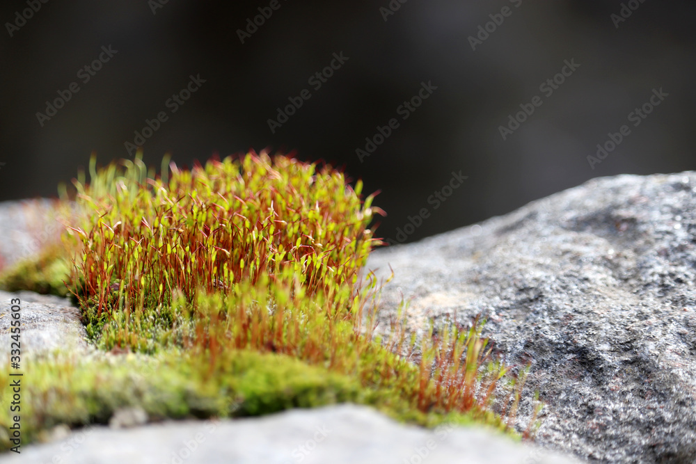 Moss Spore Capsule