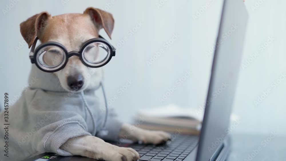 Smart dog using computer. Funny pet in gray jumper and nerd glasses ...