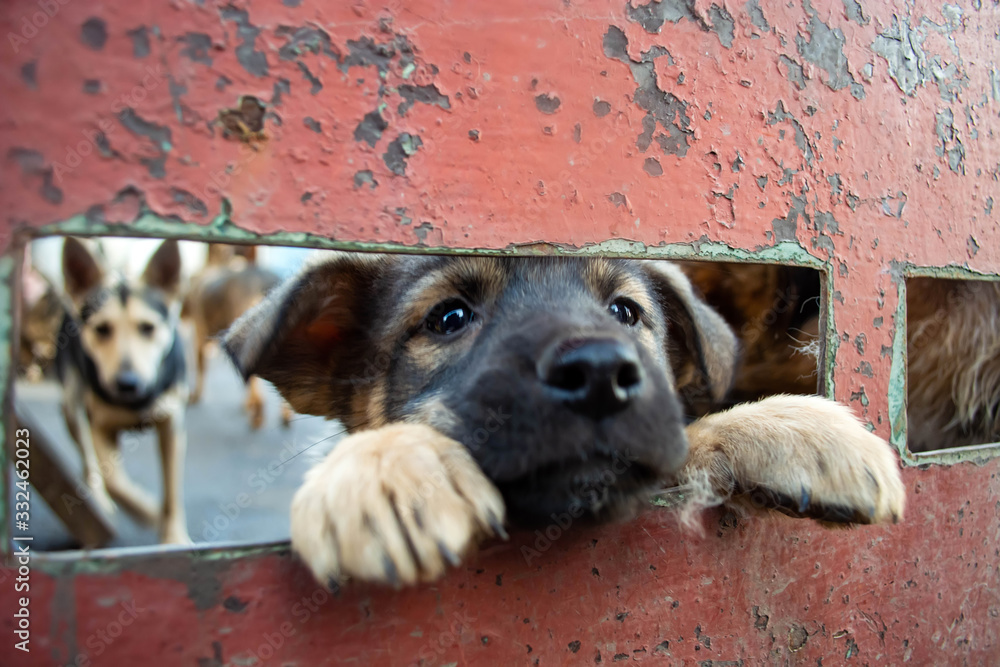 Dogs eyes in the fence of a shelter for stray animals Stock Photo ...