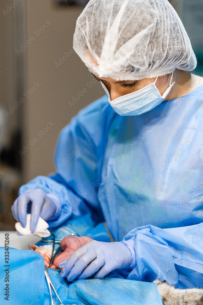 Surgery to remove a uterine tumor in a cat. Surgery in veterinary ...