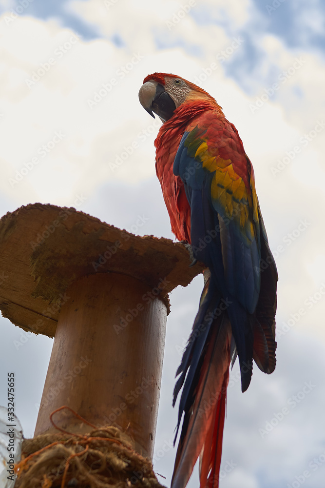It is a species of bird belonging to the family of psittacines. In ...