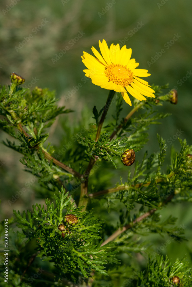 Foto de Macrophotographie de fleur sauvage - Chrysanthème à couronnes ...