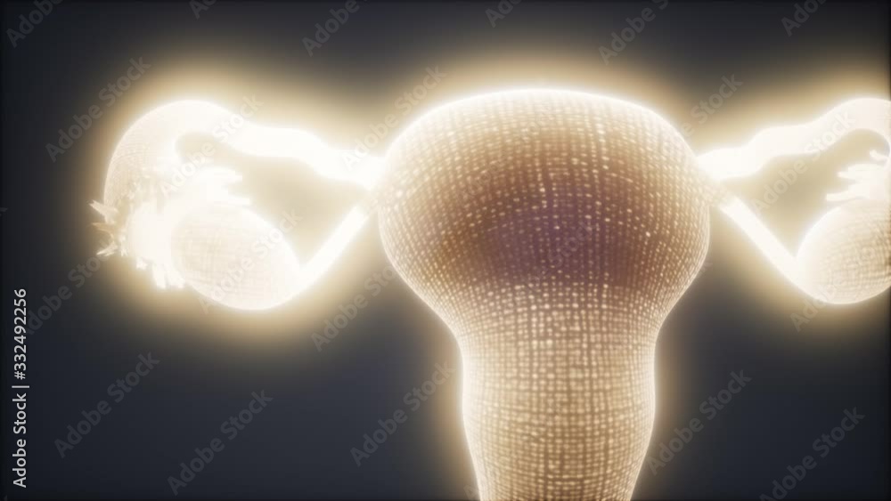 Female Reproductive System Anatomy animation Stock ビデオ | Adobe Stock