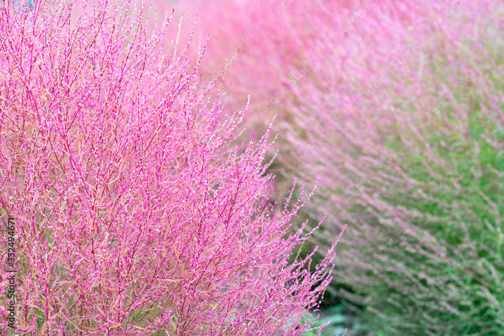 Foto Stock Bassia scoparia or Kochia colorful in autumn located in ...
