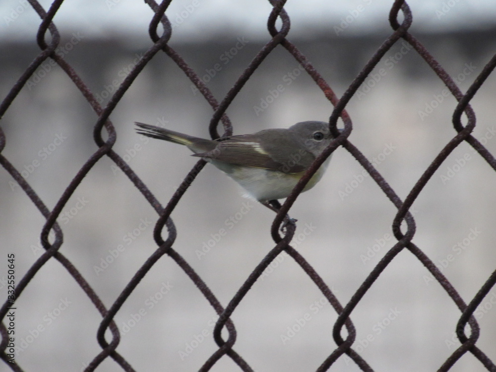 BIRDY ON MY FENCE Stock Photo | Adobe Stock