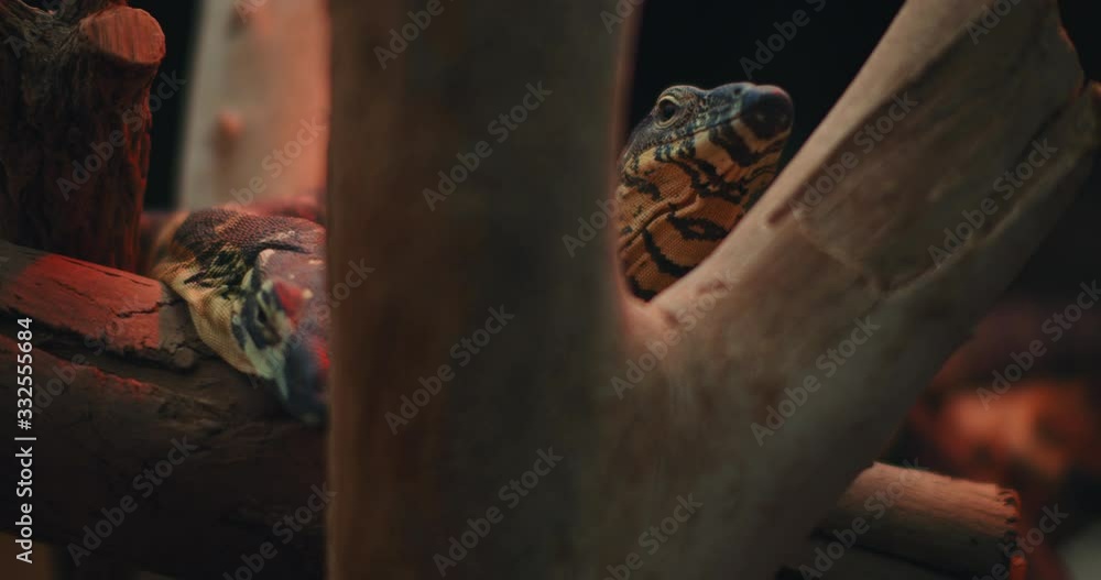 Two Lace monitor lizards, also known as tree goanna, behind the tree ...